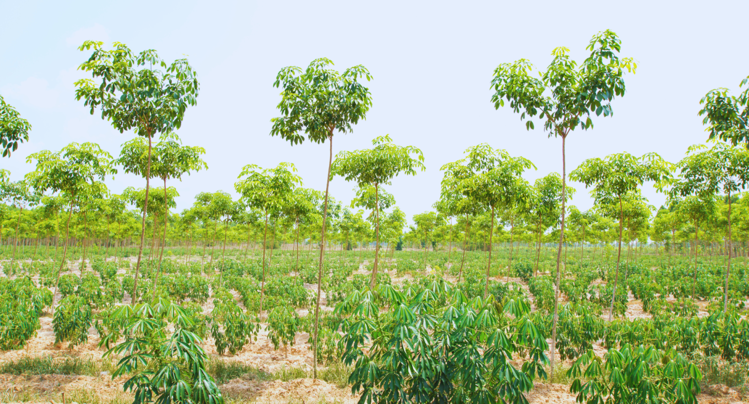 Importance of Agroforestry: A Key to Sustainable Farming Success - Ardini